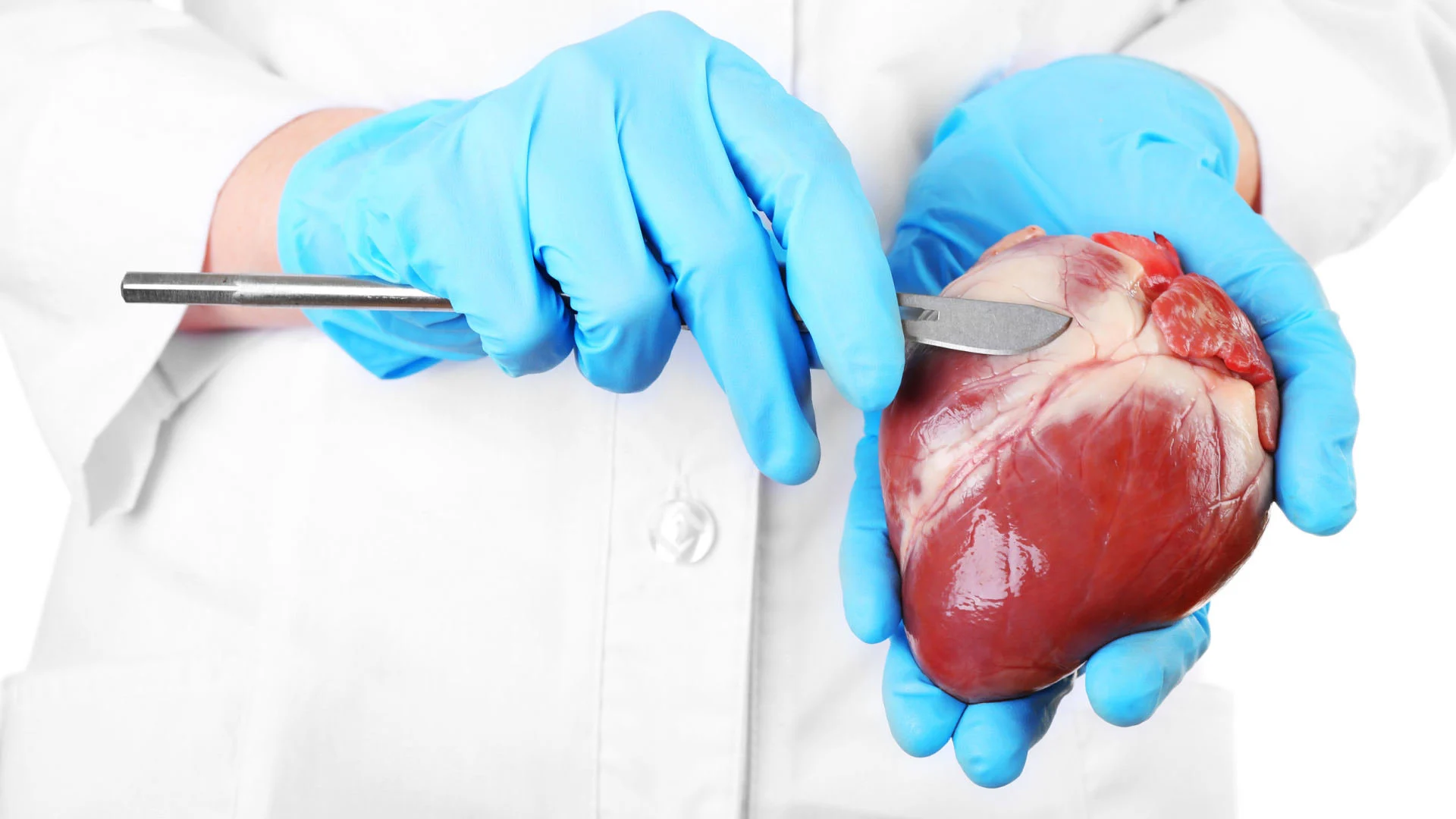 Kiaulių plaučiai – žmonėms - Manosveikata.lt